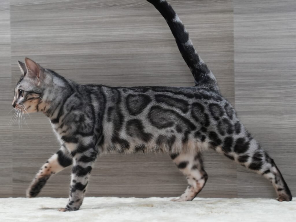 Bengal Cat Patterns: Complete Guide to Spots & Marbles