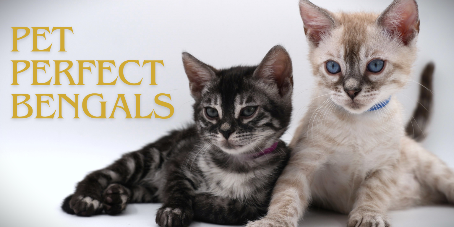 Bengal Cat History: From Wild Roots to Beloved Pets | PPB