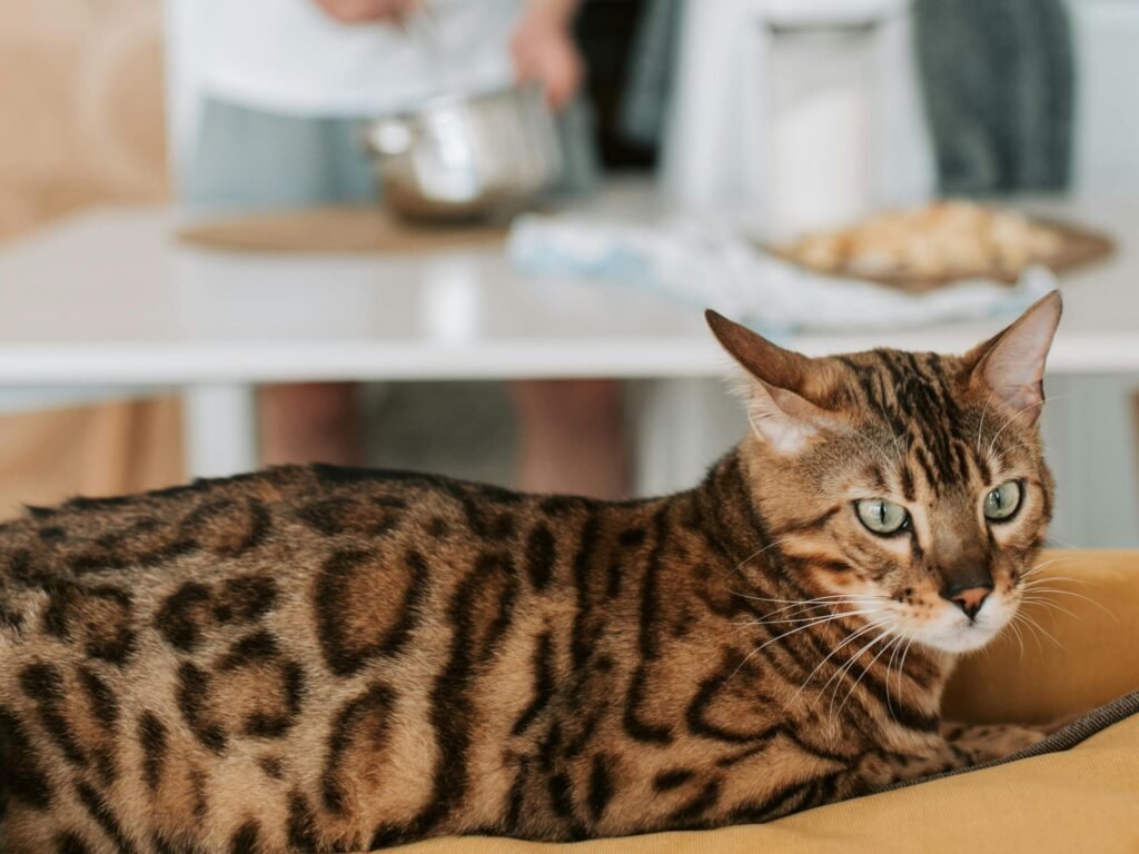 Bengal Cat Patterns: Complete Guide to Spots & Marbles