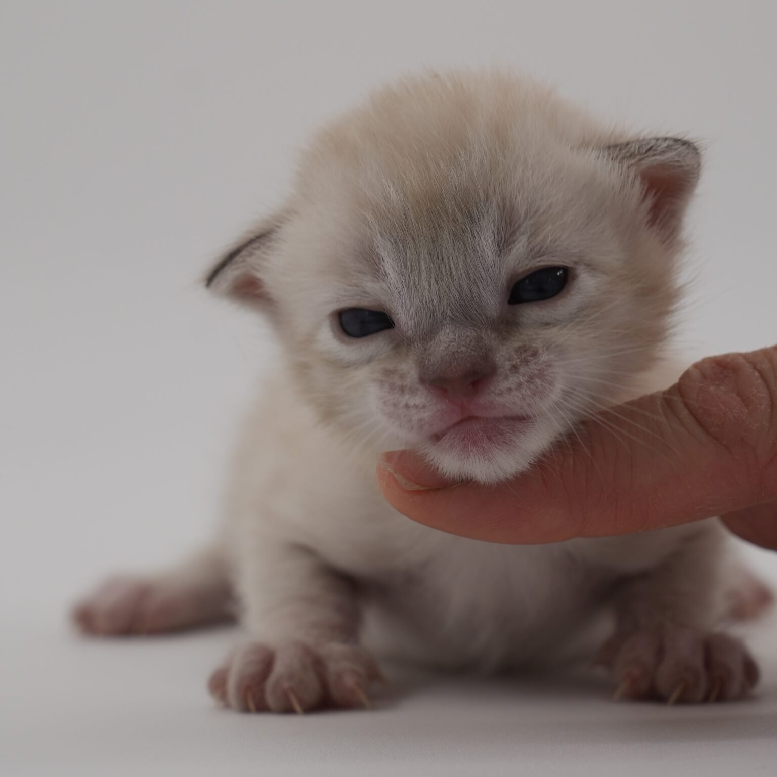 Snow Bengal Kittens: Lynx, Mink & Sepia | Expert MN Breeder