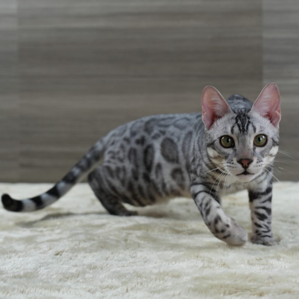 Bengal Cat Colors: Complete Guide to All Coat Variations | Pet Perfect