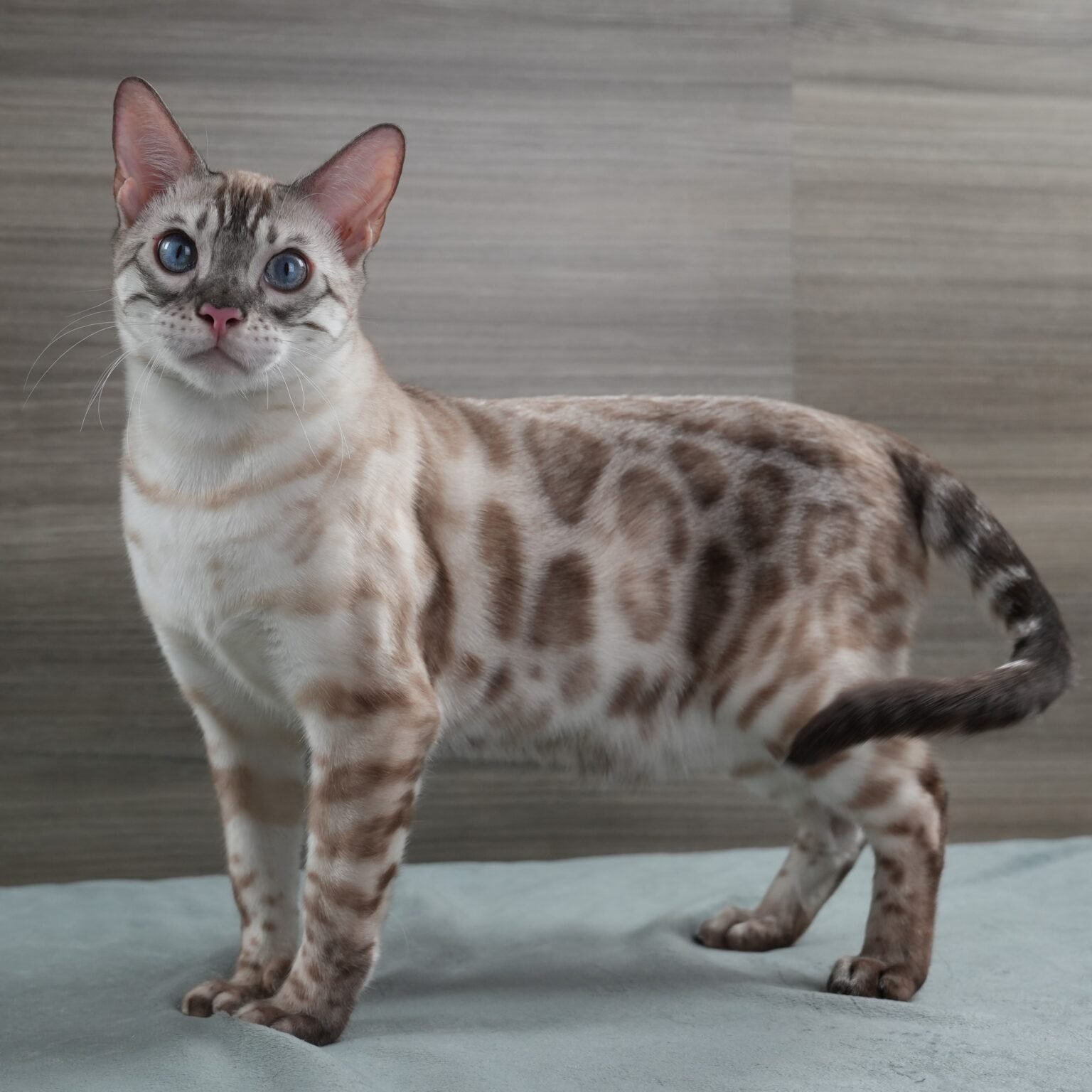Bengal Cat History: From Wild Roots to Beloved Pets | PPB