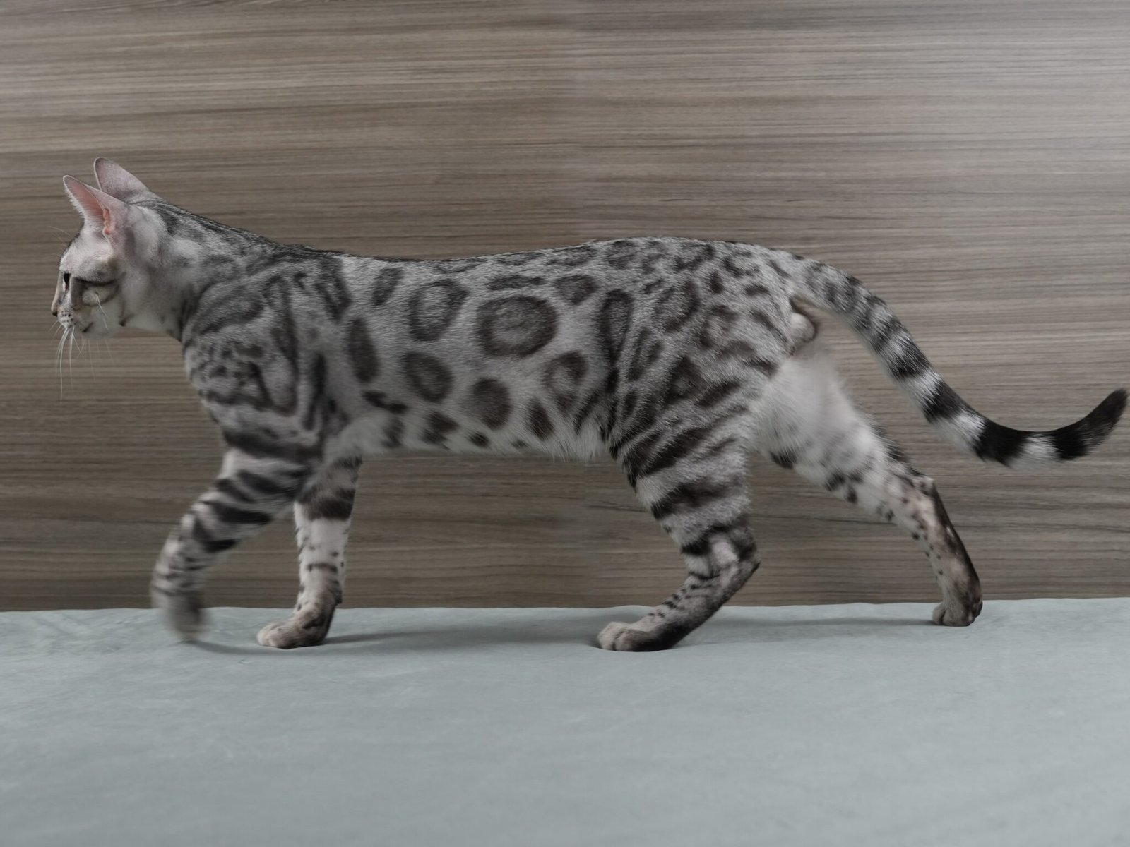 Bengal Cat TICA Breed Standard | Physical Traits Guide