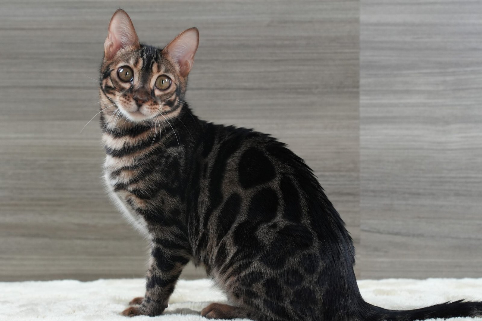 Bengal Cat Colors: Complete Guide to All Coat Variations | Pet Perfect