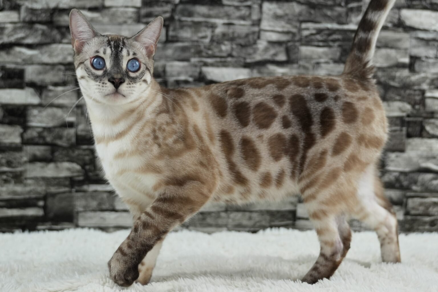 Bengal Cat Colors: Complete Guide to All Coat Variations | Pet Perfect