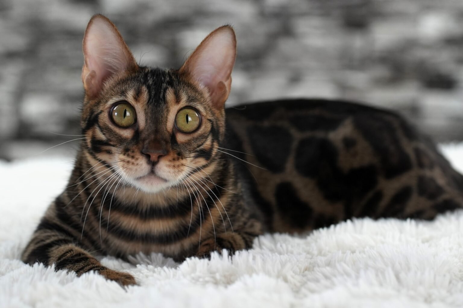 Bengal Cat Colors: Complete Guide to All Coat Variations | Pet Perfect