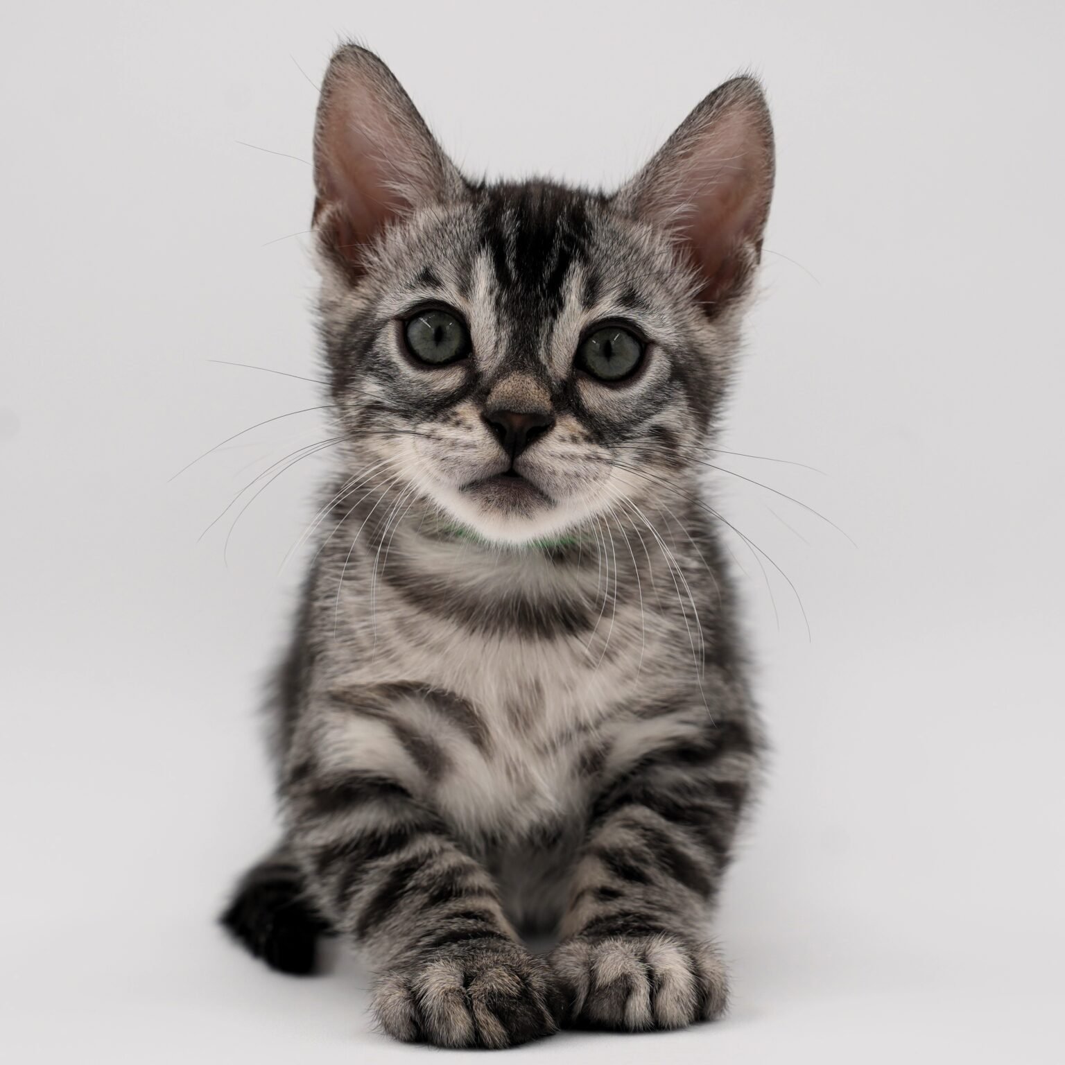 Bengal Cat TICA Breed Standard | Physical Traits Guide