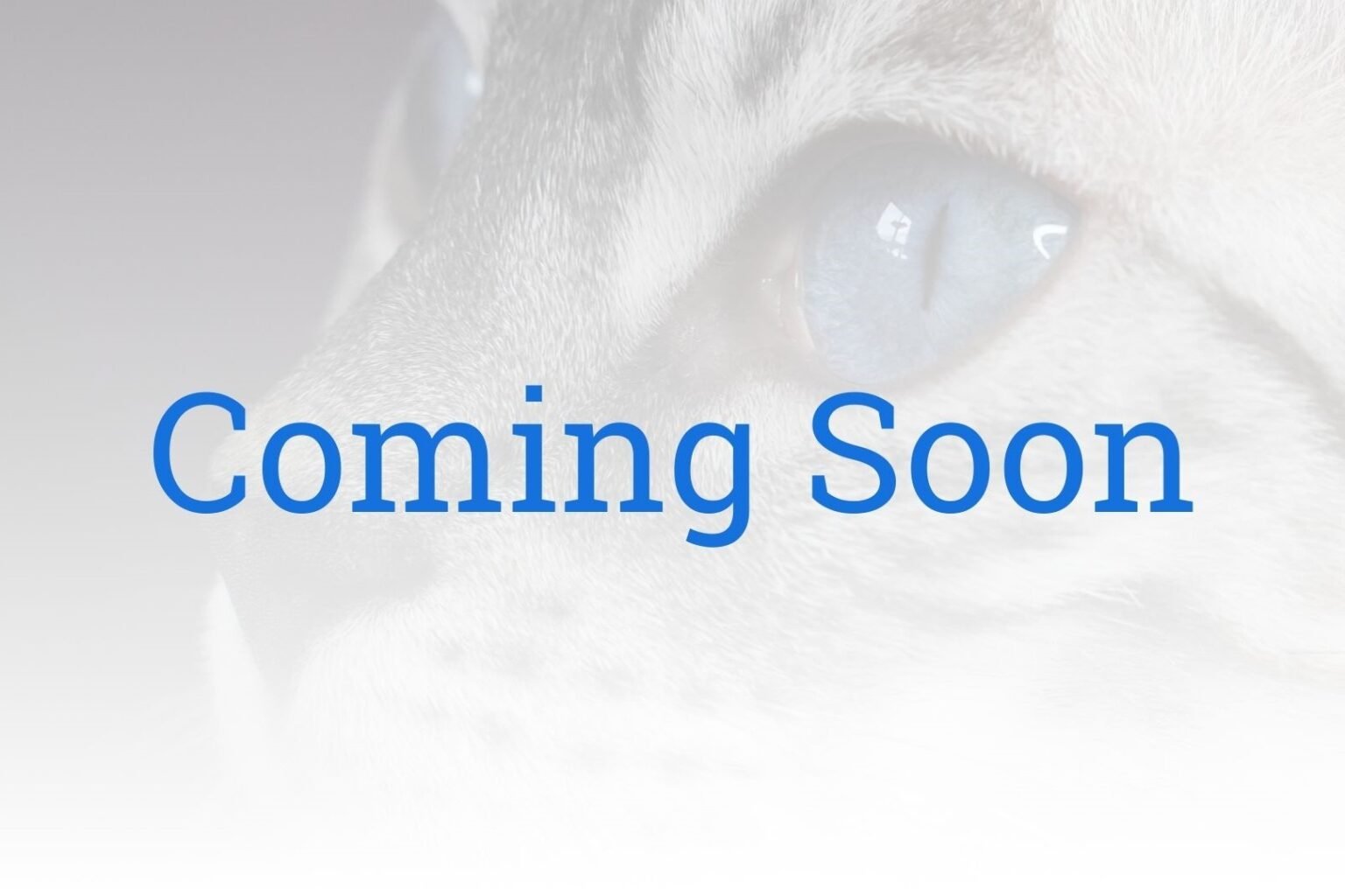 Bengal Cat Colors: Complete Guide to All Coat Variations | Pet Perfect