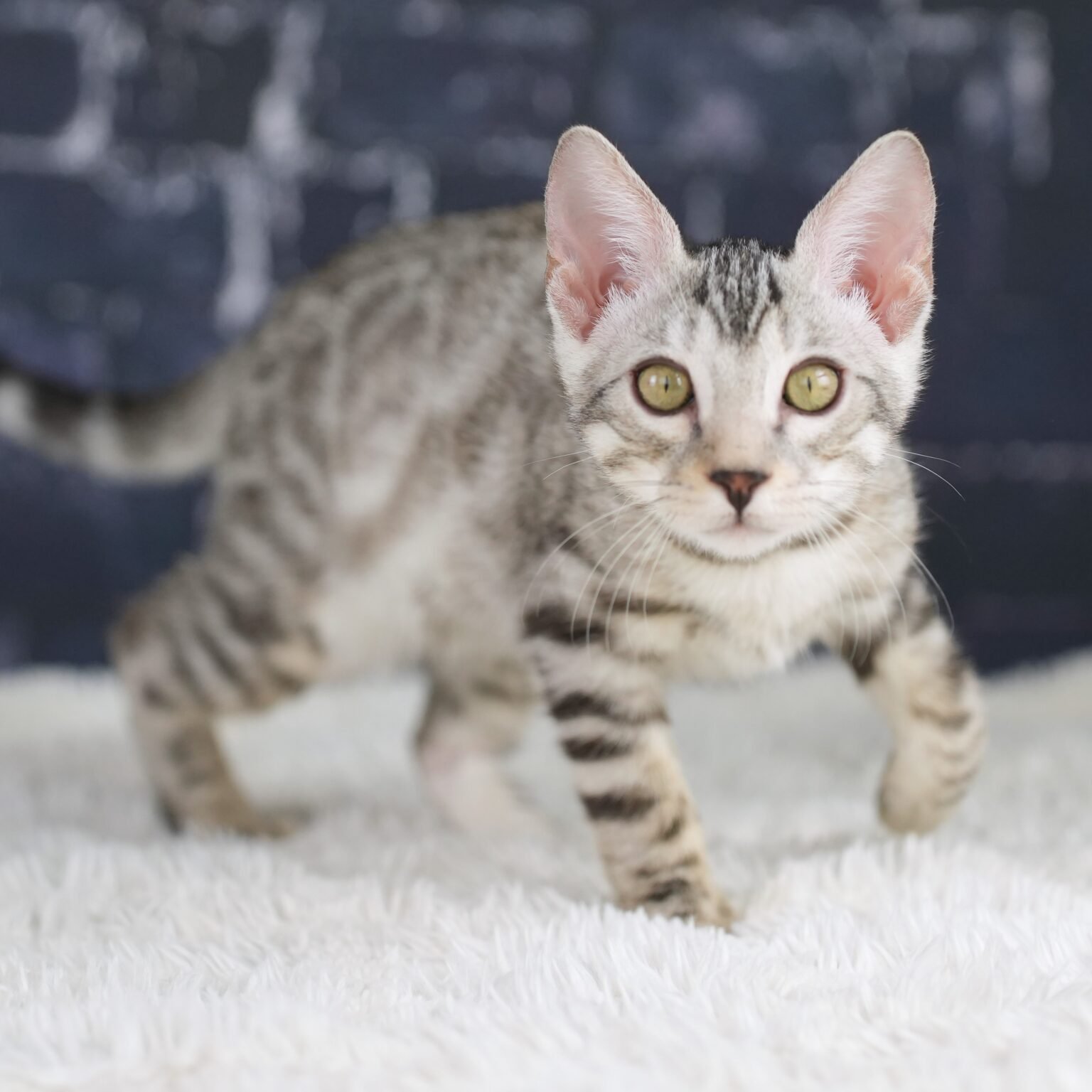 Silver Bengal Cat: Facts & Kittens | Minnesota Breeder