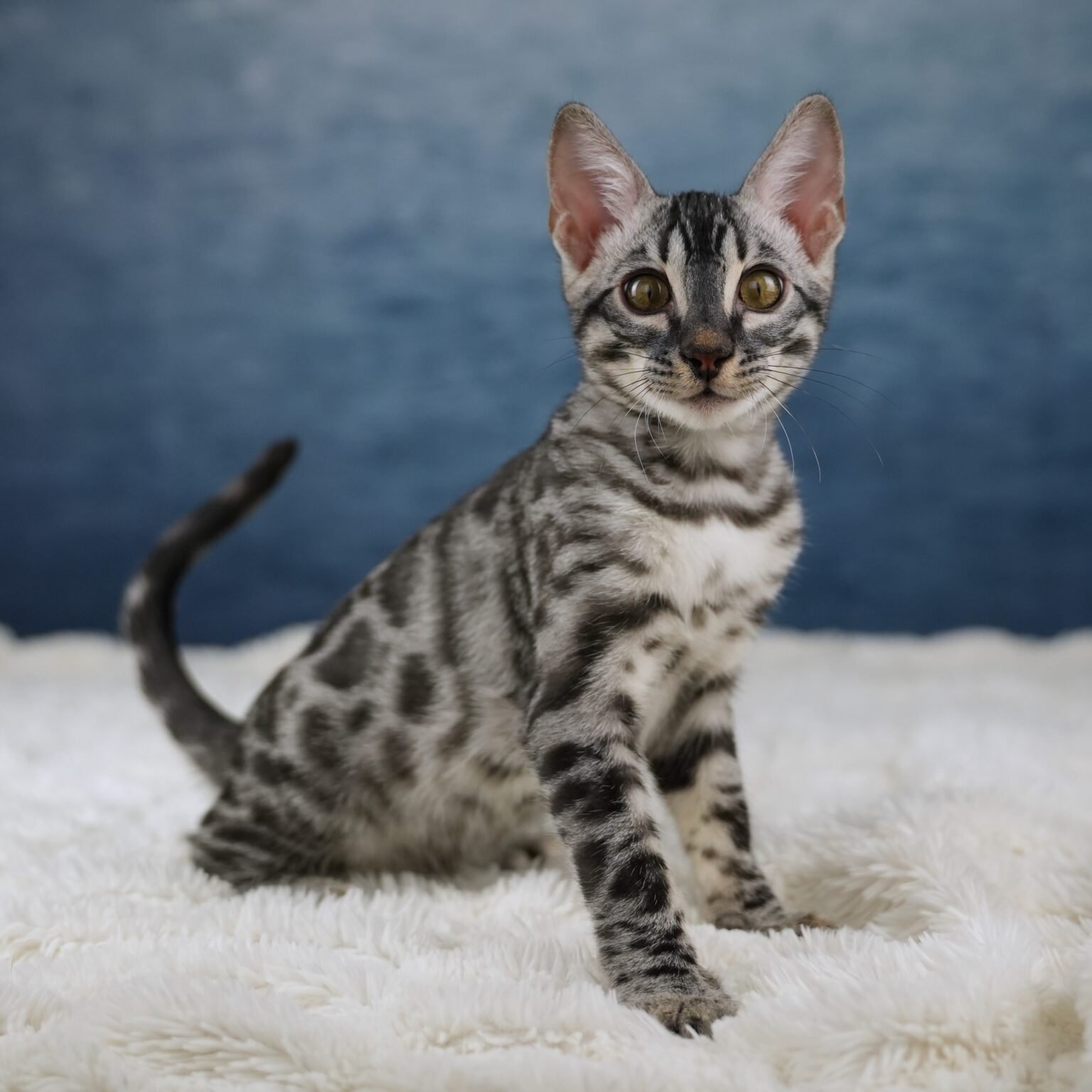 Silver Bengal Cat: Facts & Kittens | Minnesota Breeder
